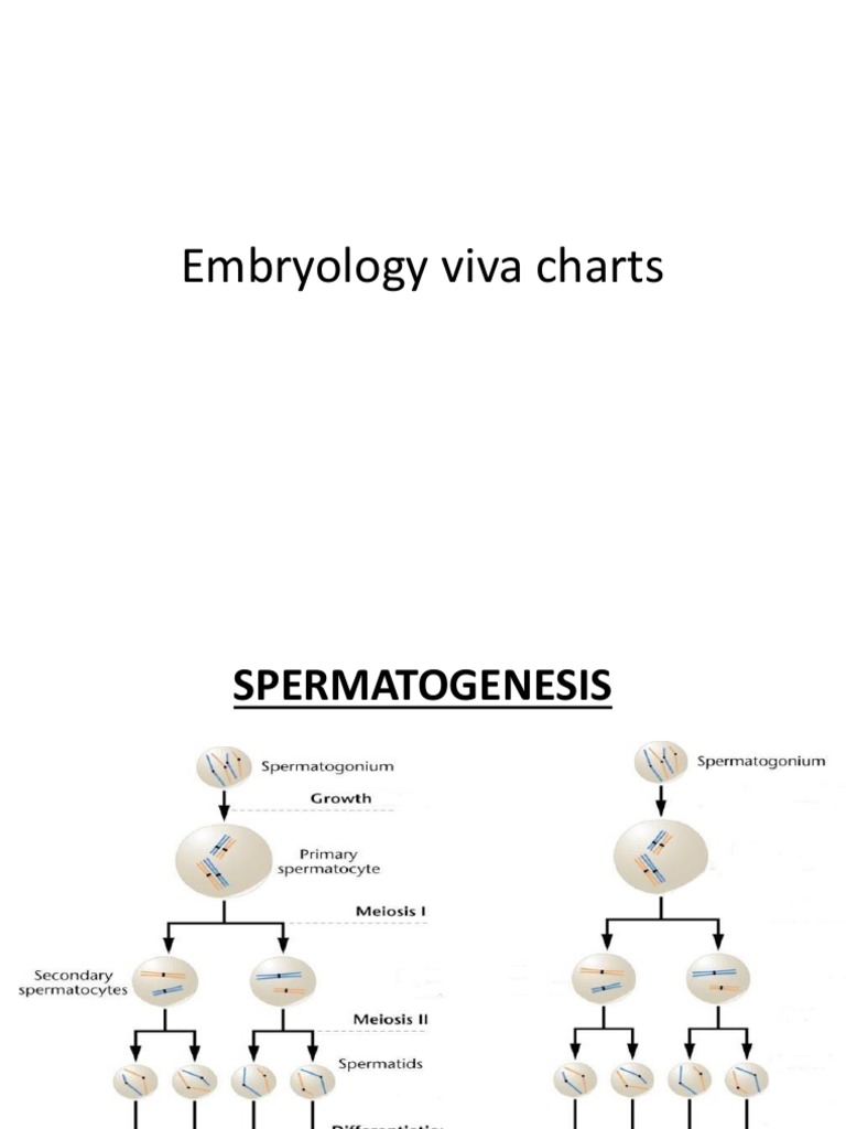 Embryology Viva Charts | PDF