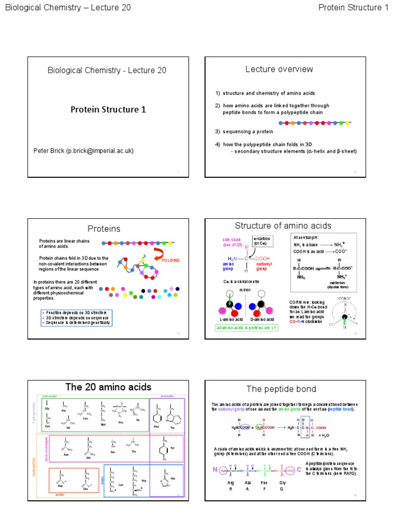 Biochemistry Lecture Notes (Protein Structure 1) | PDF | Protein ...