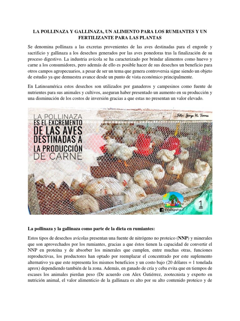 La pollinaza y la gallinaza: Un recurso agropecuario con múltiples usos ...