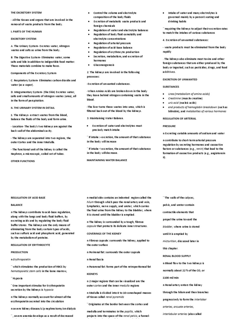 The Excretory System | PDF | Kidney | Excretion