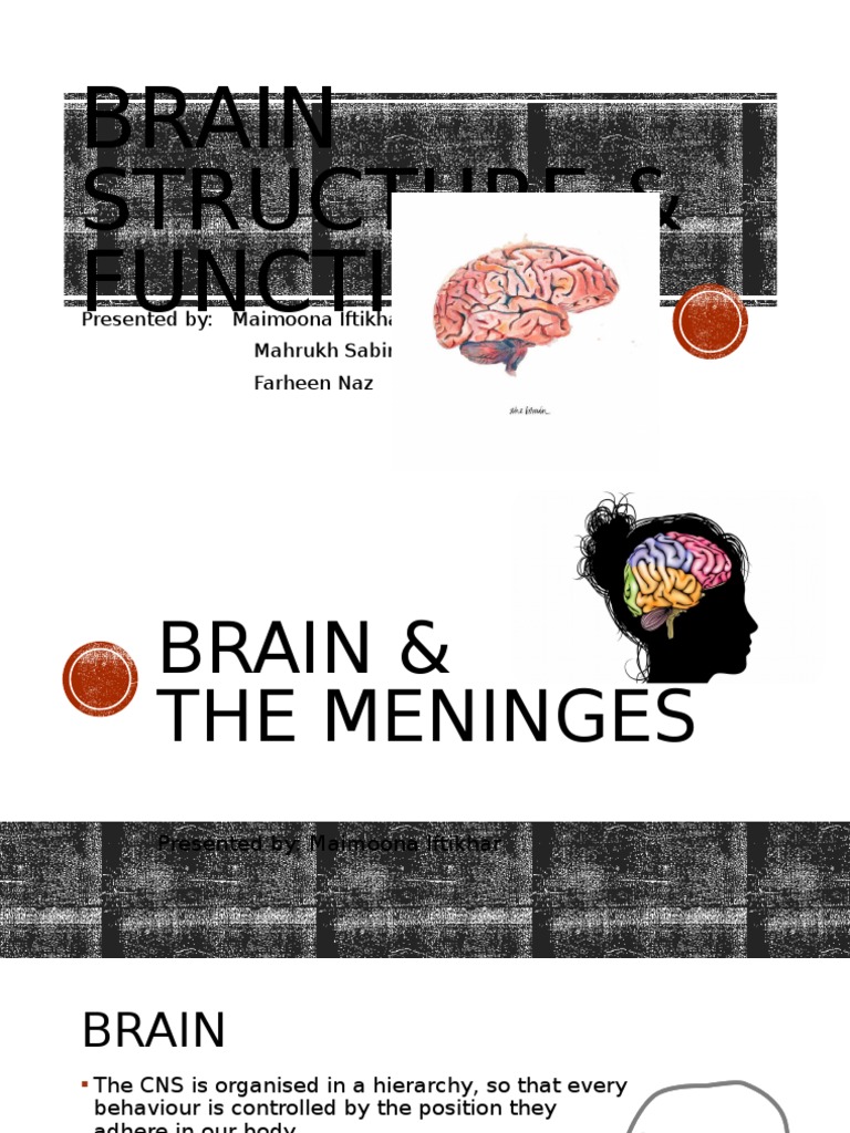 Brain Structure & Function | Download Free PDF | Cerebrospinal Fluid ...