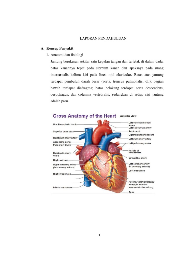 LP Stemi | PDF