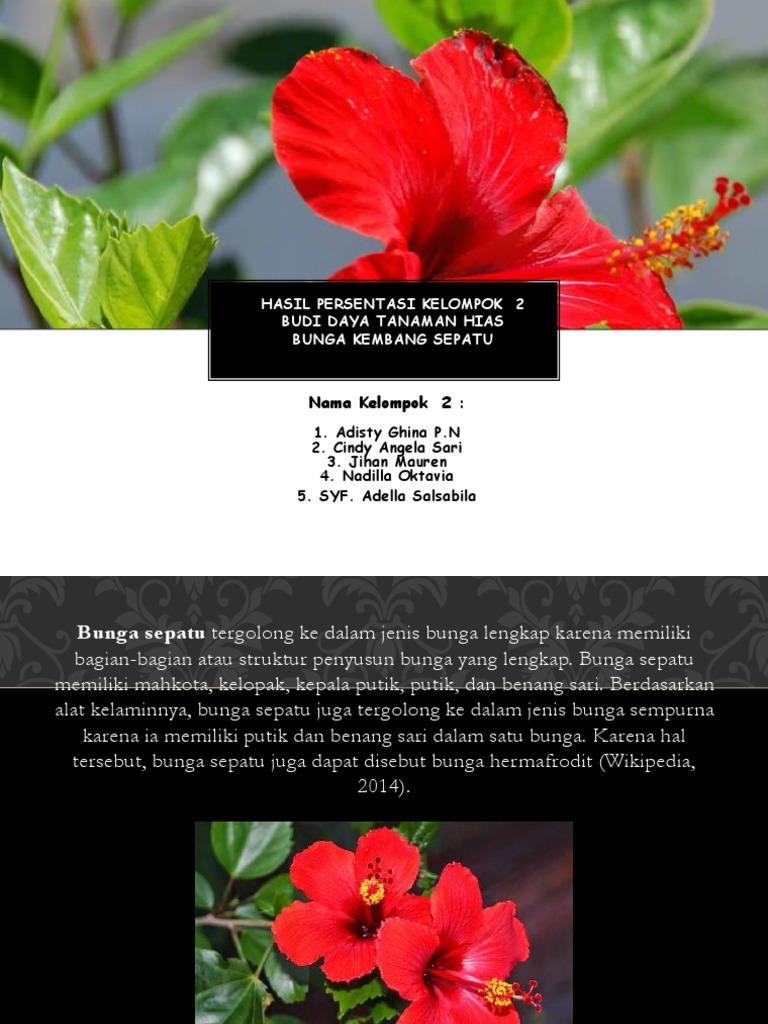 Morfologi dan Jenis Bunga Sepatu | PDF | Griya & Taman | Sains & Matematika
