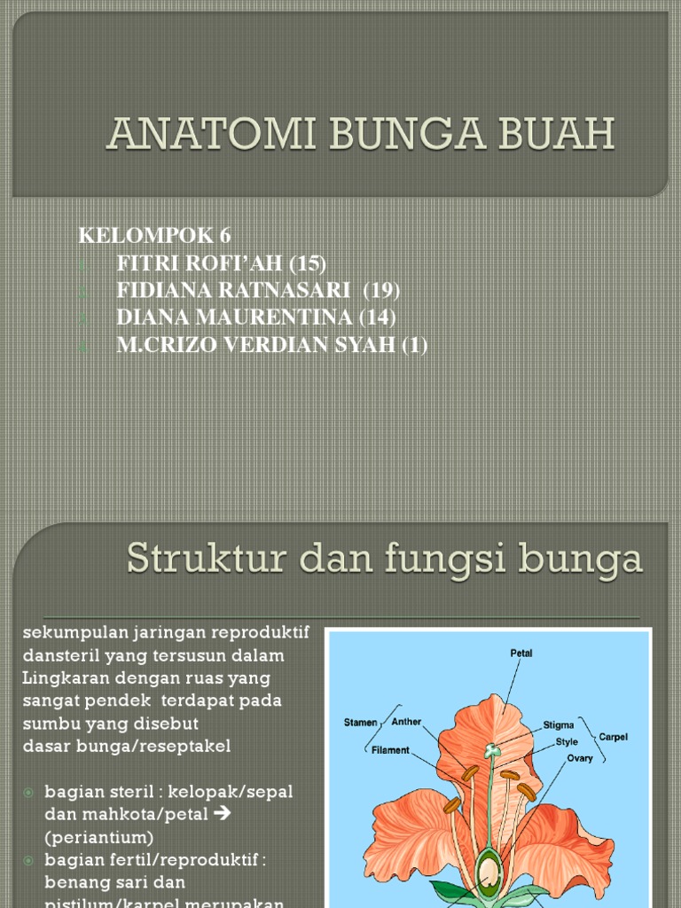 Anatomi Bunga Buah | PDF | Seni & Disiplin Bahasa | Griya & Taman