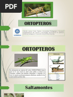 Anatomía y Morfología del Grillo | PDF | Insectos | Artrópodos