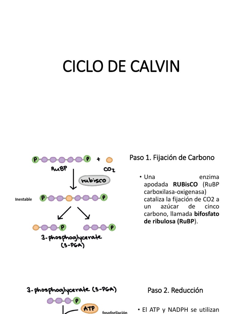 Ciclo de Calvin PDF | PDF
