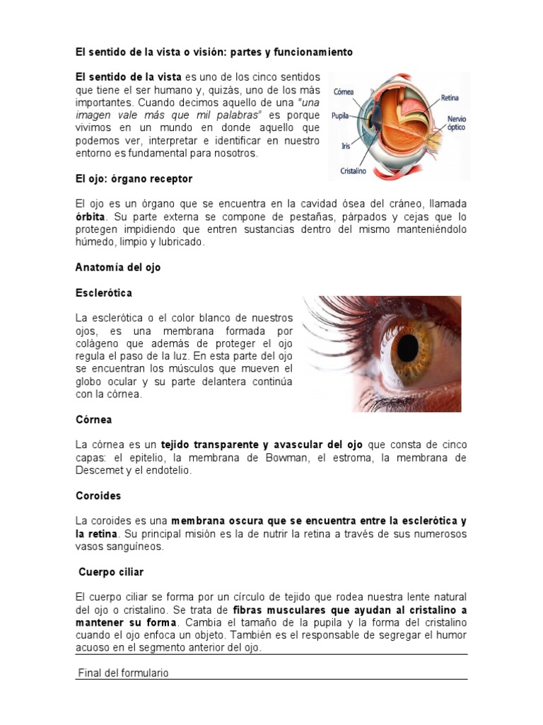 El Sentido de La Vista o Visión | PDF | Ojo humano | Cara