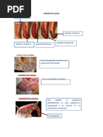 Triangulo de Farabeuf | PDF | Anatomía humana | Cabeza y cuello humanos
