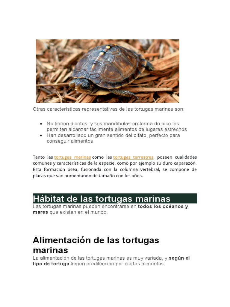 Características y alimentación de tortugas marinas | PDF
