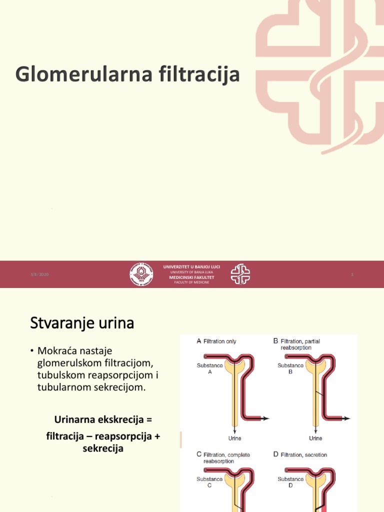 Fiziologija Mokraca | PDF
