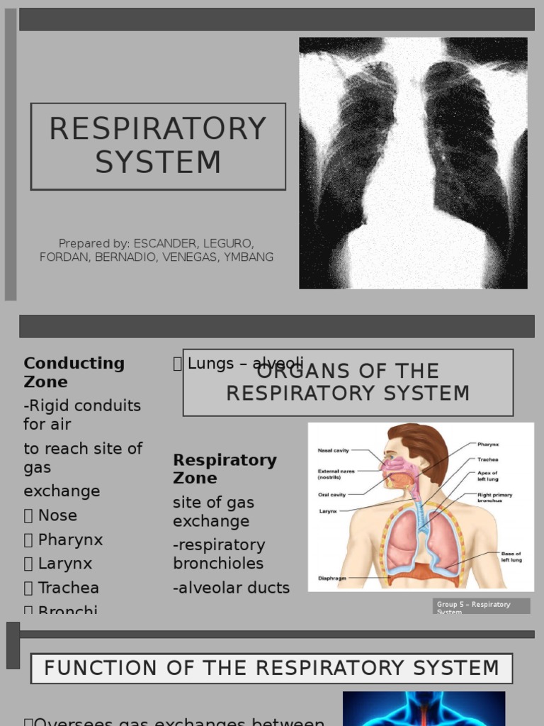 Respiratory System Guide | PDF | Respiratory Tract | Respiratory System