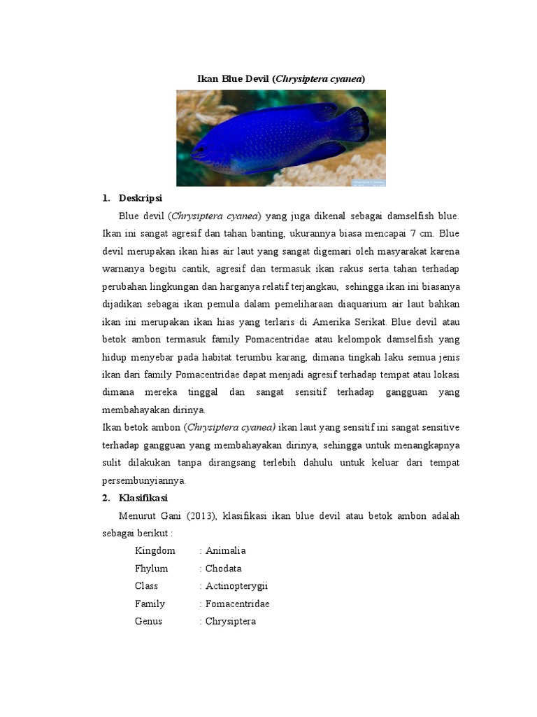 Ikan Blue Devil Chrysiptera Cyanea | PDF