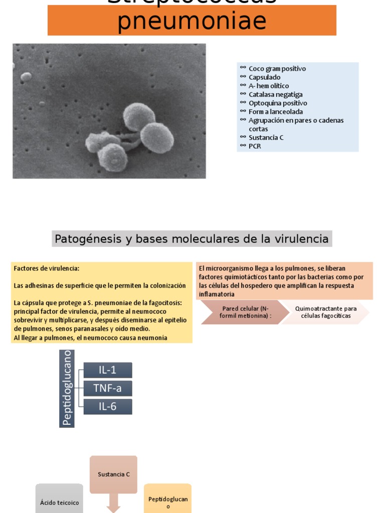 Streptococcus Pneumoniae Pdf Neumonía Microbiología