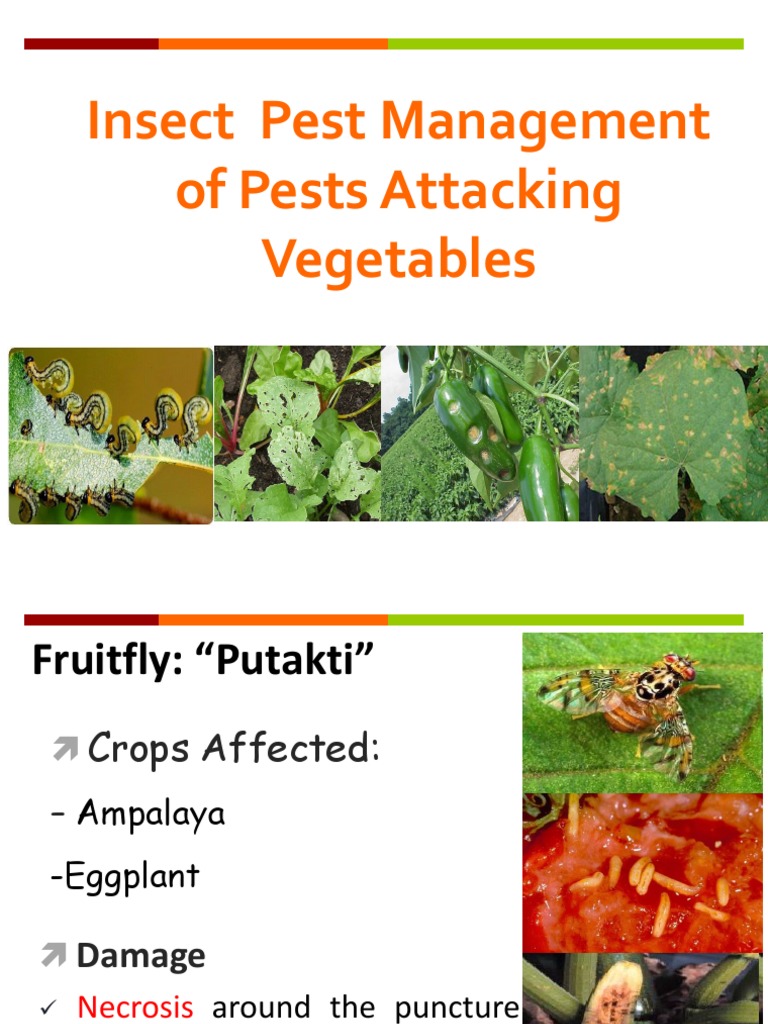 Insect Pest and Diseases Management 1st Day | PDF | Pest (Organism) | Organisms