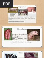 Cilinical Examination of Sheep& Goat | PDF | Sheep | Physical Examination