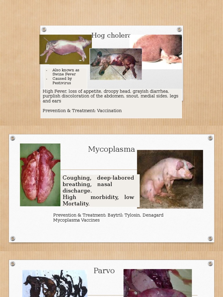 Swine Diseases | Download Free PDF | Diarrhea | Domestic Pig