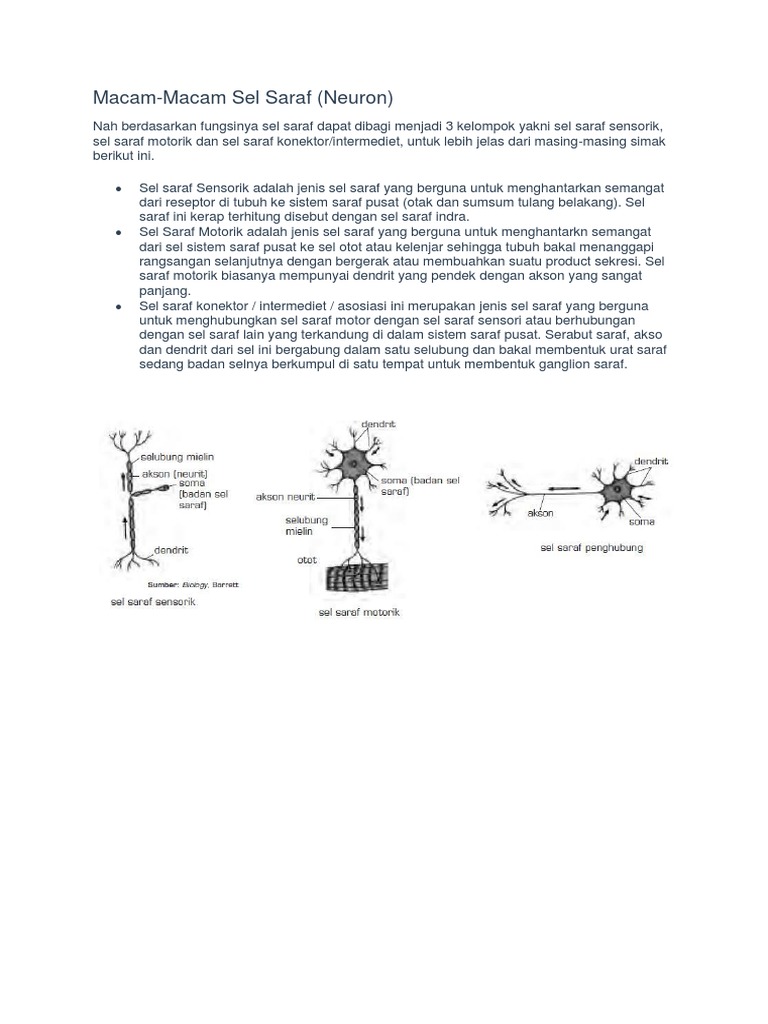 Macam Macam Sel Saraf Neuron | PDF | Karier & Perkembangan ...