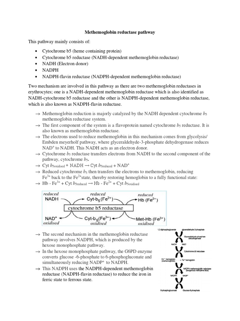 Methemoglobin Reductase Pathway | PDF | Biochemistry | Chemistry