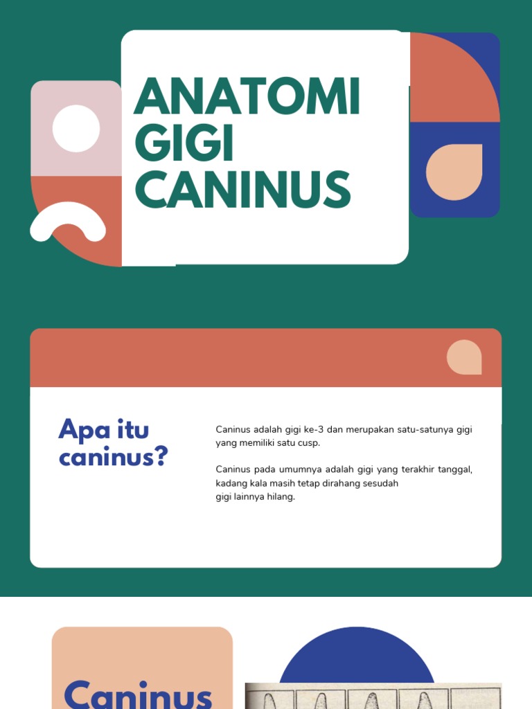 Anatomi Gigi Caninus | PDF