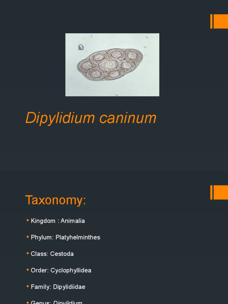 Dipylidium caninum: Life Cycle & Taxonomy | PDF | Home & Garden
