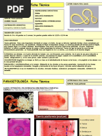 Epidemiología, Control y Prevención de Dipylidium Caninum | PDF | Protostomas