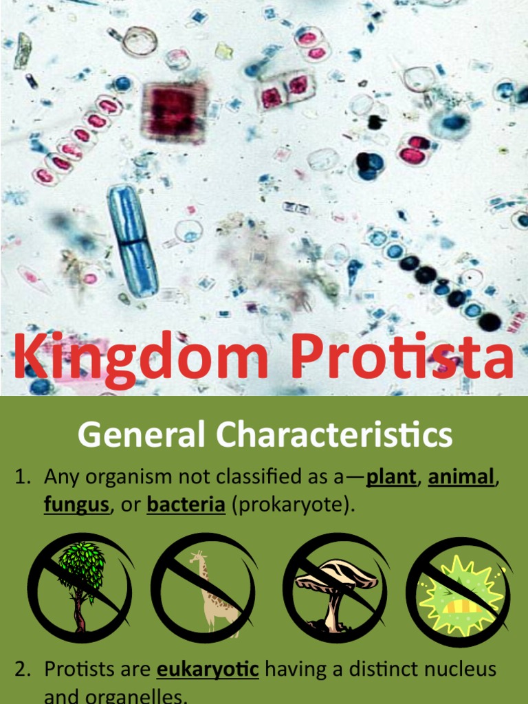 Protists Powerpoint | PDF