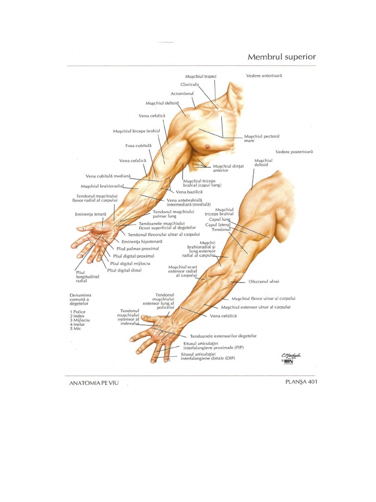 Planșe Anatomie | PDF