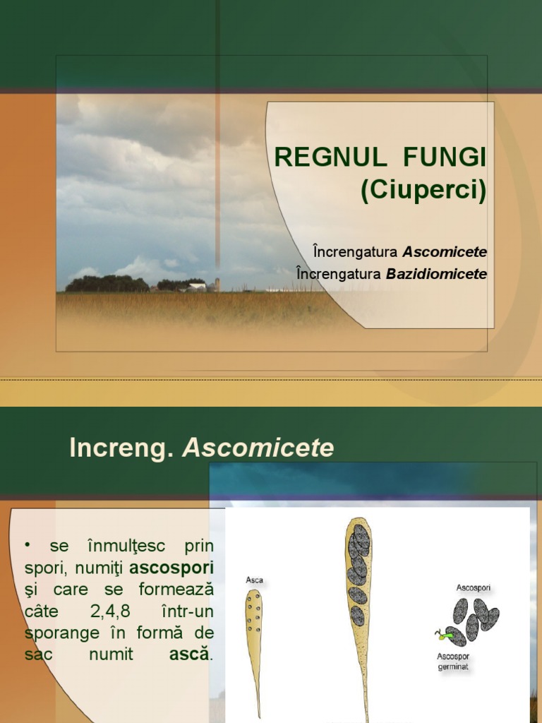 Regnul Fungi. Licheni Cl11 | PDF