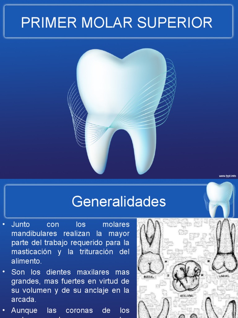 Anatomía del Primer Molar Superior | PDF | Anatomía humana | Diente