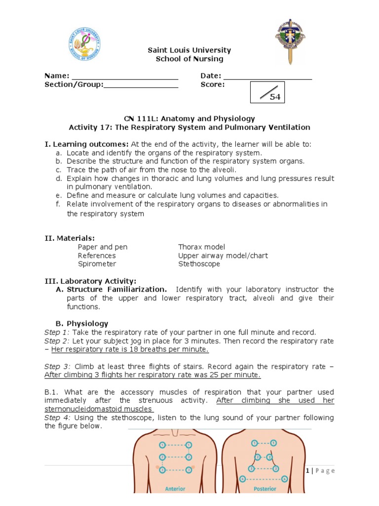 Respiratory System Lab Activity | PDF | Lung | Respiratory System