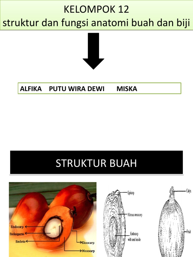 Anatomi Buah Dan Biji Kel.12 | PDF