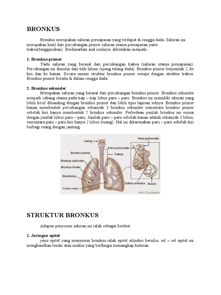 Faal Bronkus | PDF
