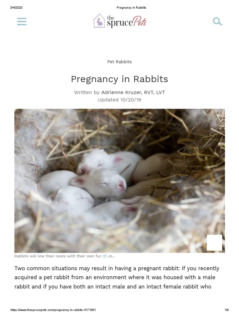 Pregnancy in Rabbits | PDF | Neutering | Rabbit