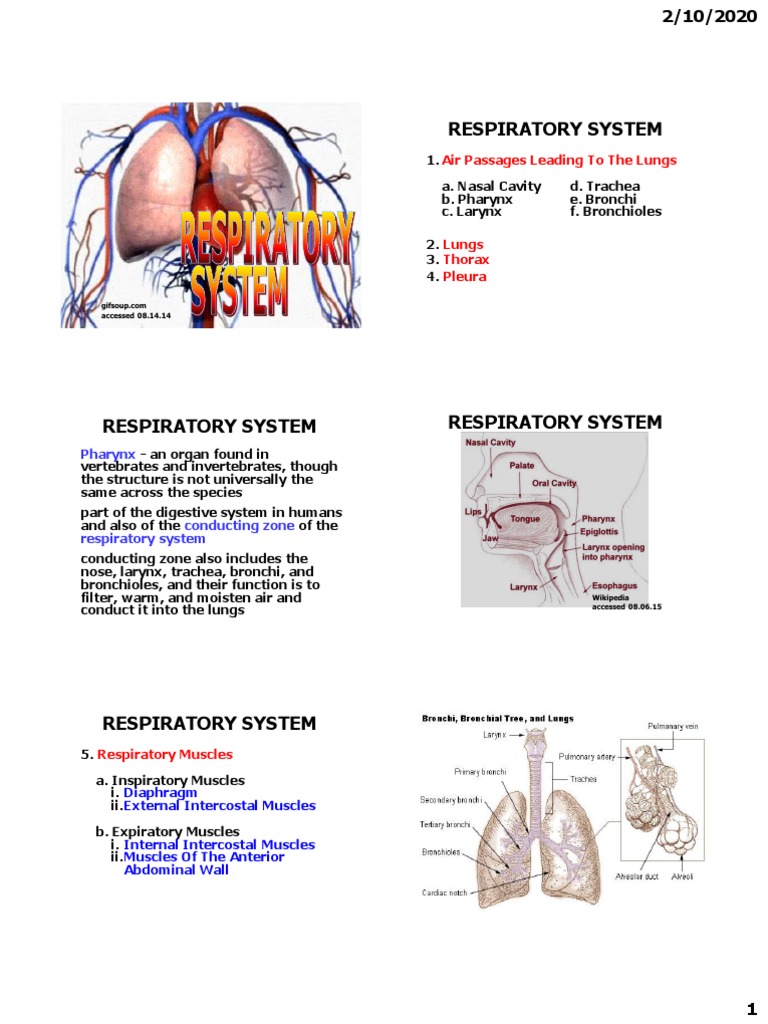 1d Respiratory System | PDF | Respiratory Tract | Exhalation
