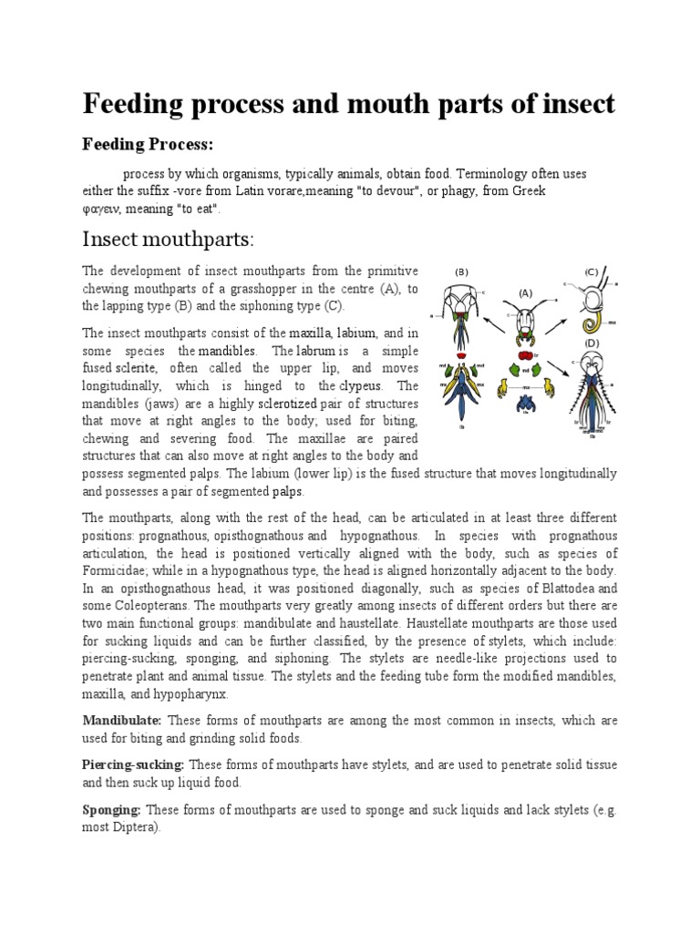 Feeding Process and Mouth Parts of Insect | PDF | Insects | Hexapoda