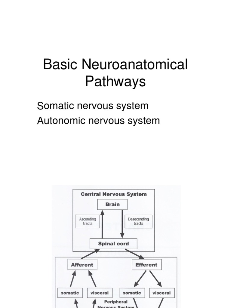151024-L3-Basic Neuroanatomical Pathways | PDF | Spinal Cord | Central ...