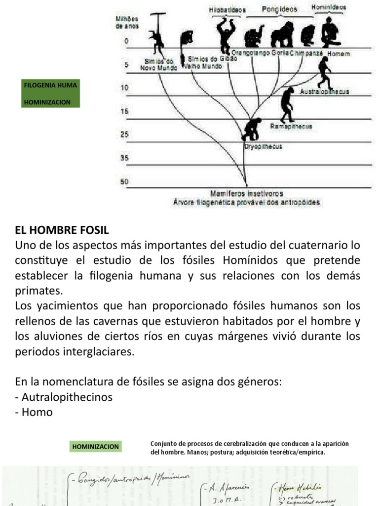 Hombre Folsil Filogenia Humana | PDF | Homo | neanderthal