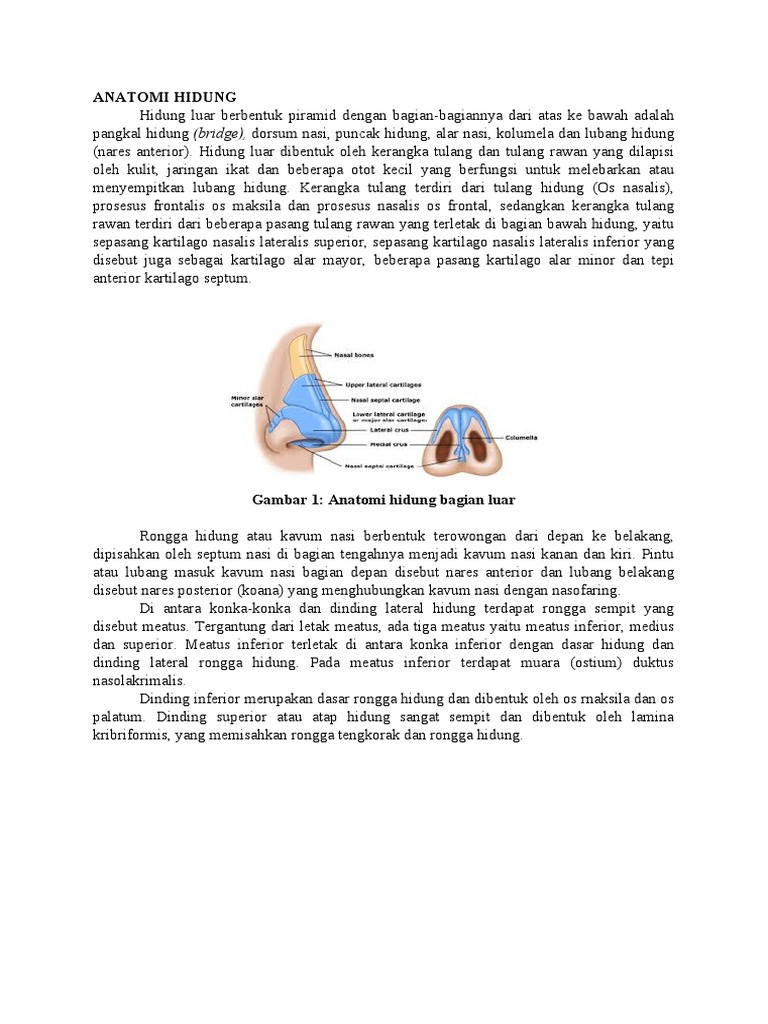 Struktur dan Fungsi Hidung Manusia | PDF