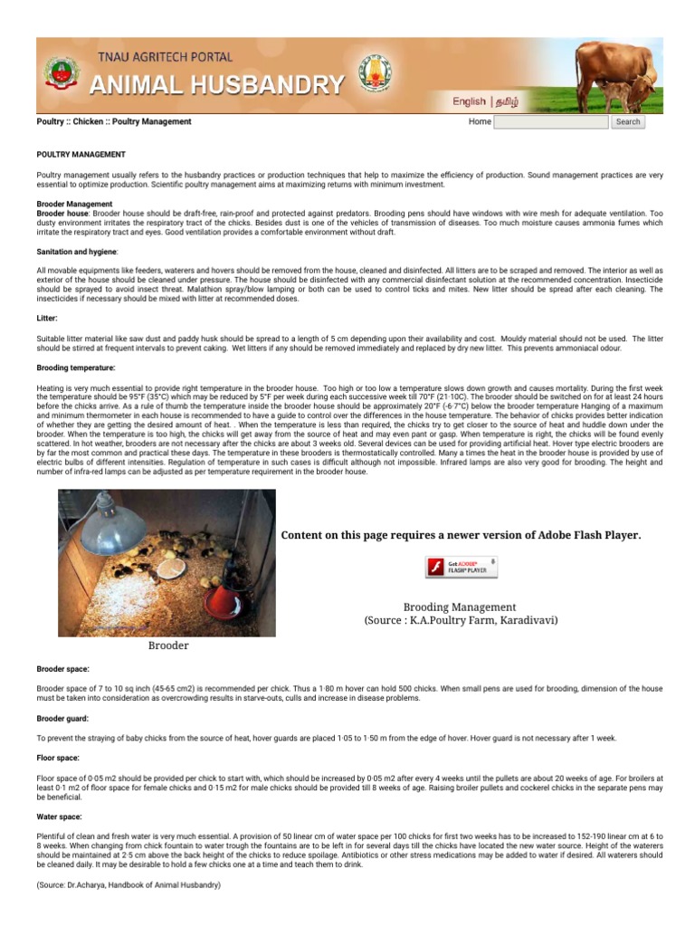Poultry - Chicken - Poultry Management | PDF | Poultry Farming | Chicken