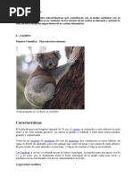 Anatomía y Fisiología de Koalas | PDF | Coala
