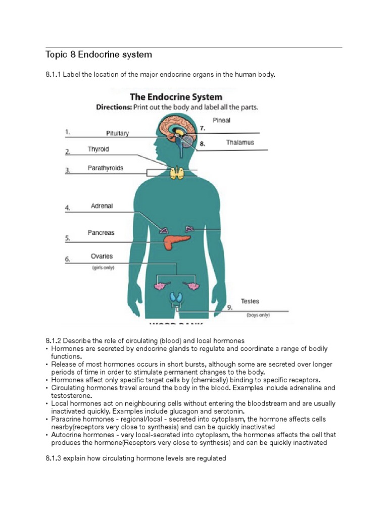 Topic 8 Endocrine System | PDF | Hormone | Endocrine System