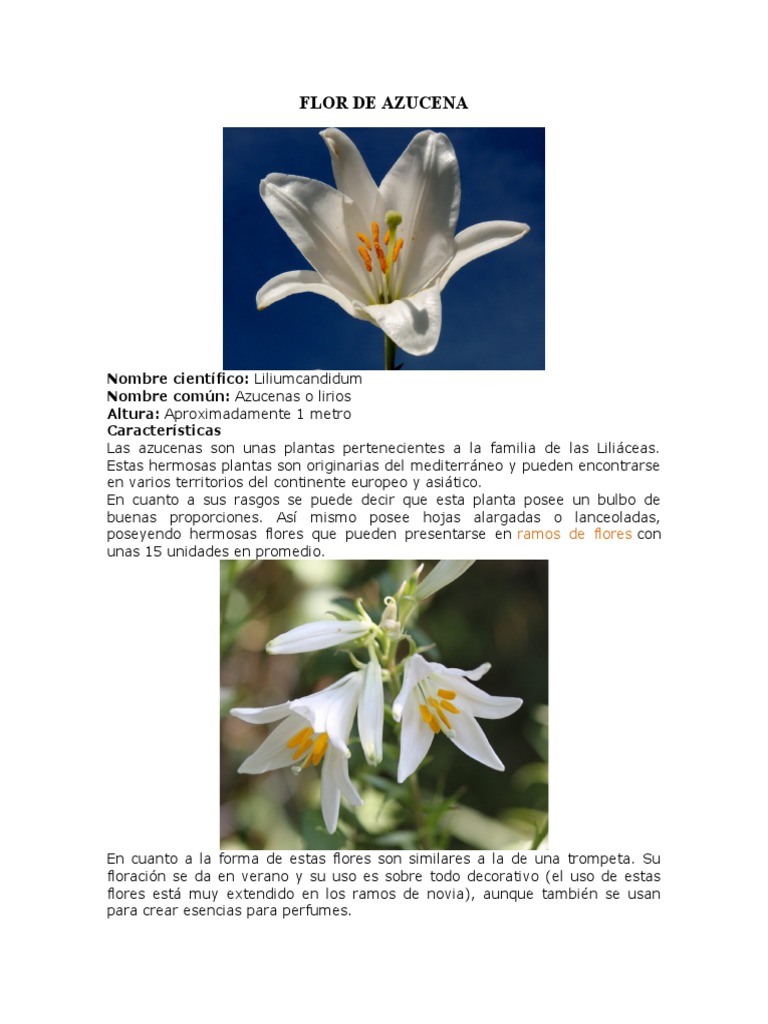 Flor de Azucena | PDF | Flores | Plantas