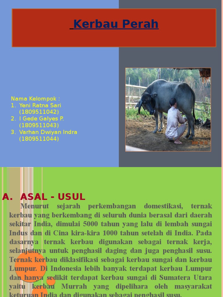 Kerbau Perah Fix | PDF