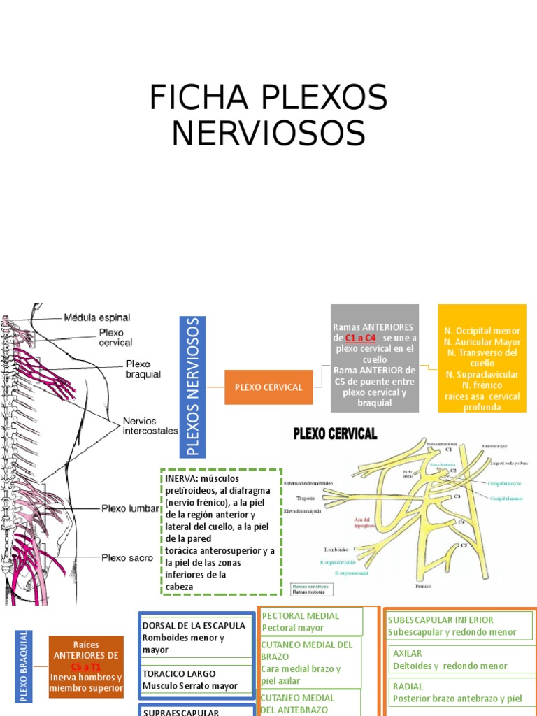 Ficha Plexos Nerviosos | PDF | Anatomía humana | Sistema nervioso
