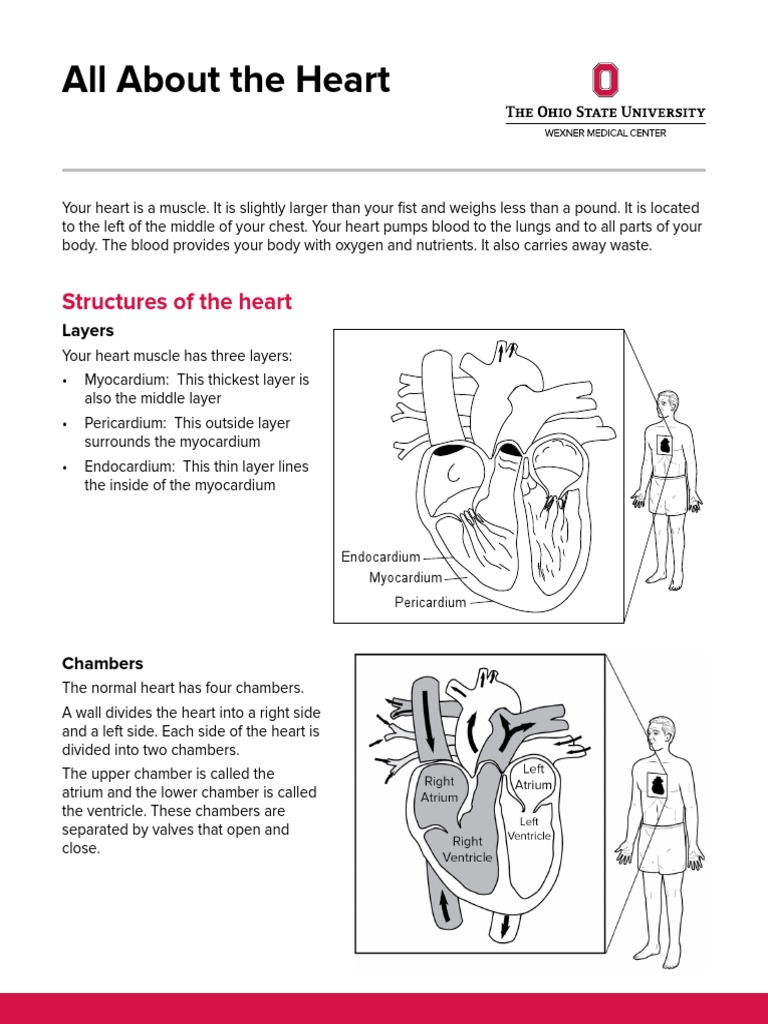 All About Heart | PDF | Heart | Ventricle (Heart)