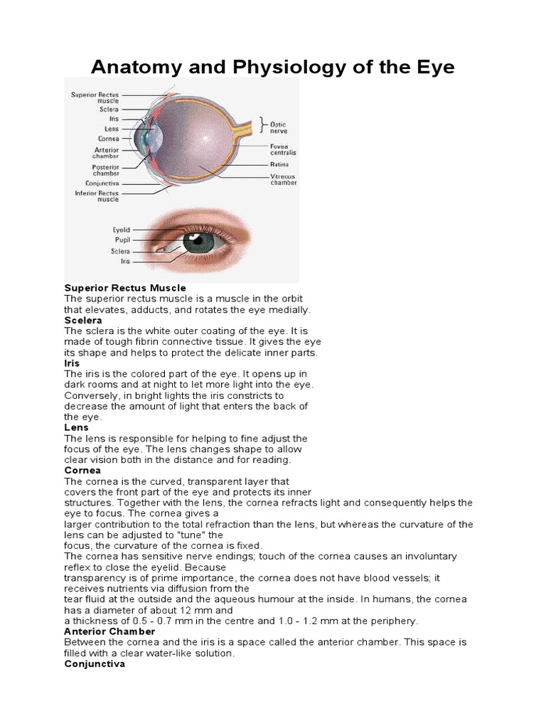 Anatomy and Physiology of The Eye | PDF | Cornea | Eye