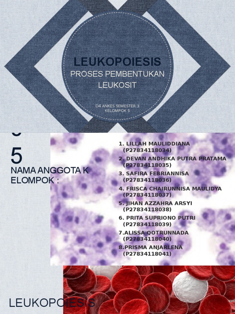 Leukopoiesis untuk Mahasiswa Ankes | PDF
