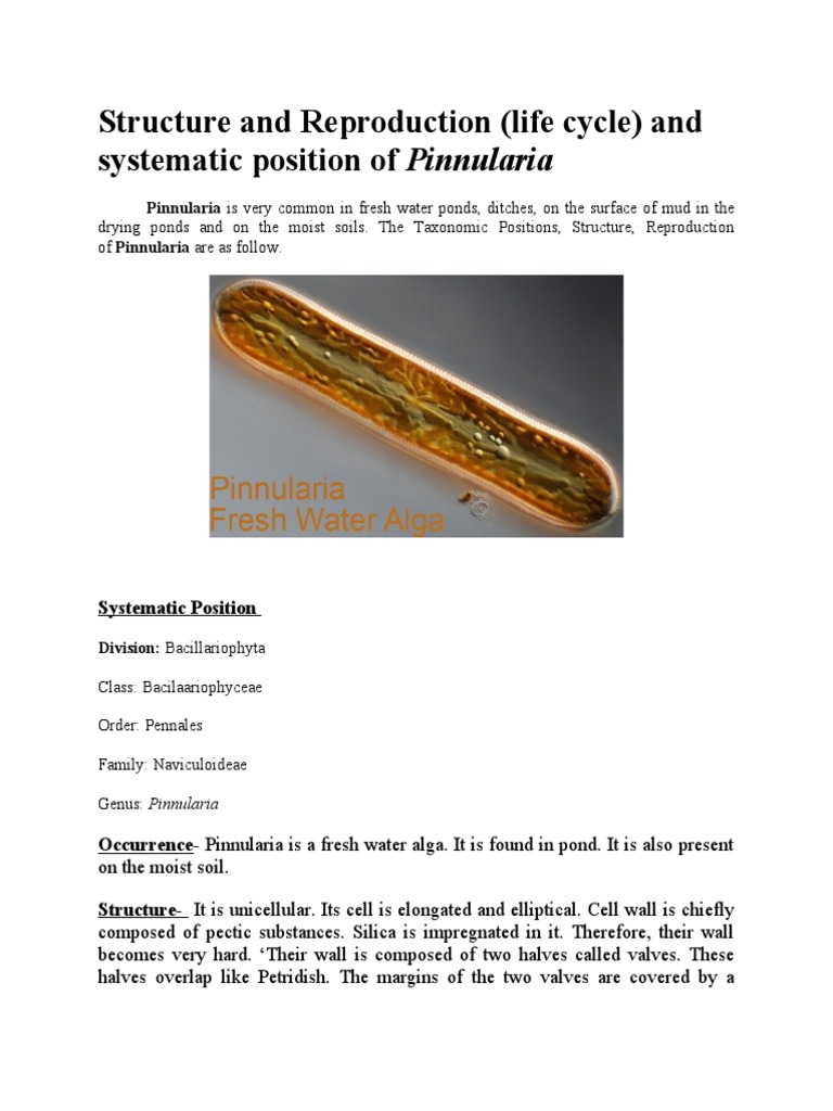 Structure and Reproduction in Pinnularia | PDF | Biological Processes ...