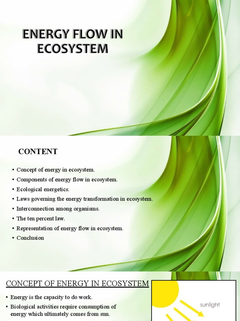 Energy Flow in Ecosystems Explained | PDF | Ecosystem | Food Web