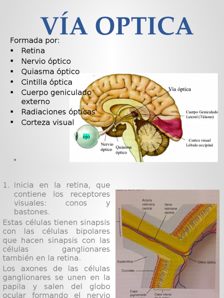 Anatomía de la Vía Óptica | PDF | Ciencia y matemáticas